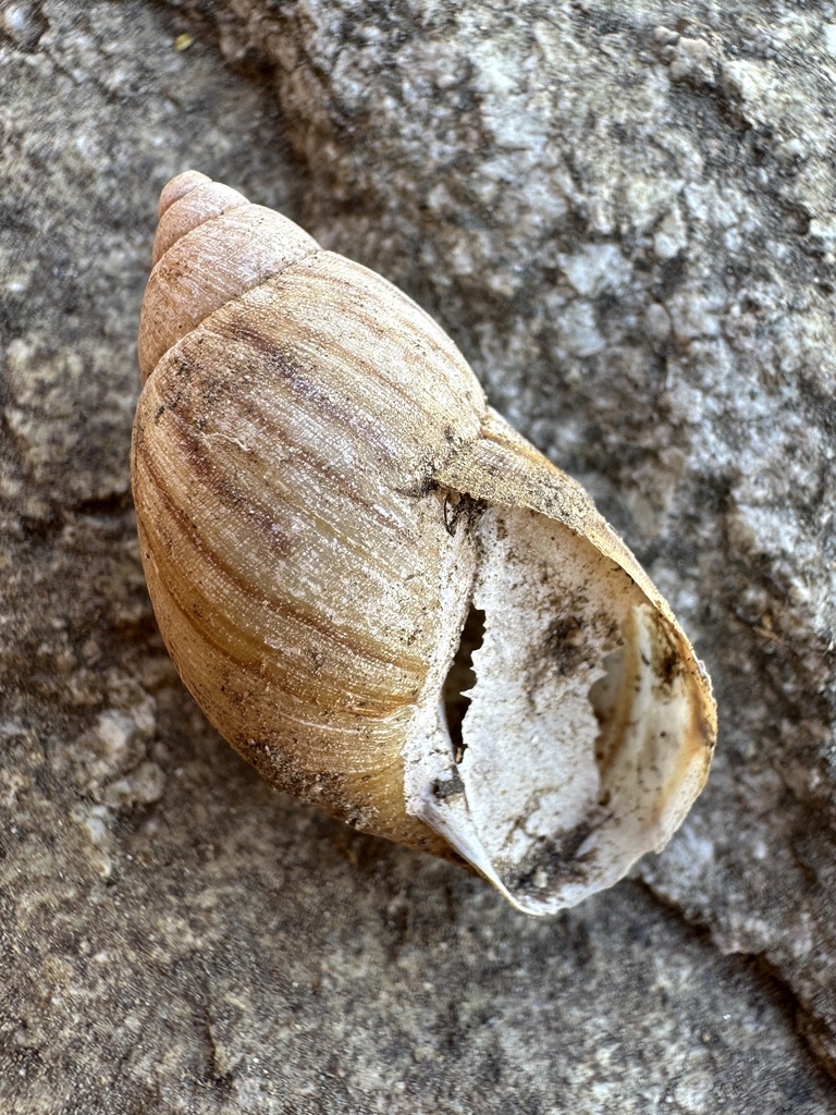 Plectostylus from San Bernardo, Santiago Metropolitan Region, Chile on January 8, 2025 at 05:36 ...