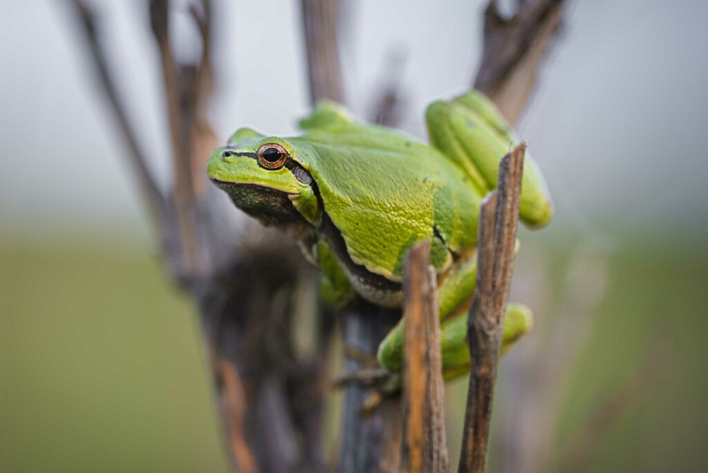 Eastern Tree Frog in April 2019 by Lennart Schmid · iNaturalist