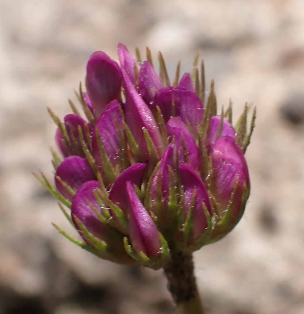 Erasmus clover from Golden Gate Highlands National Park, South Africa ...