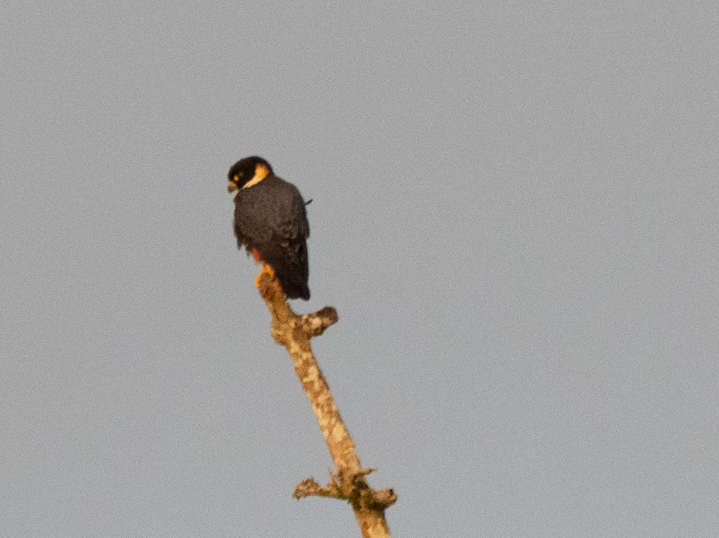Bat Falcon from Alajuela Province, Los Chiles, Costa Rica on January 23 ...