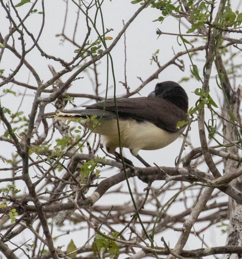Brown Jay from Orange Walk District, Belize on January 24, 2025 at 07: ...