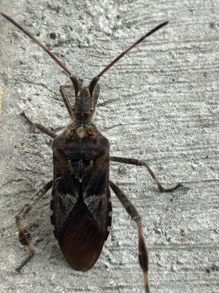 Western Conifer Seed Bug from University of Washington, Seattle, WA, US ...