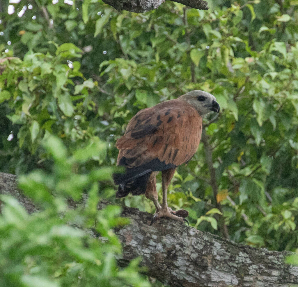 Black-collared Hawk from Belize District, Belize on January 25, 2025 at ...