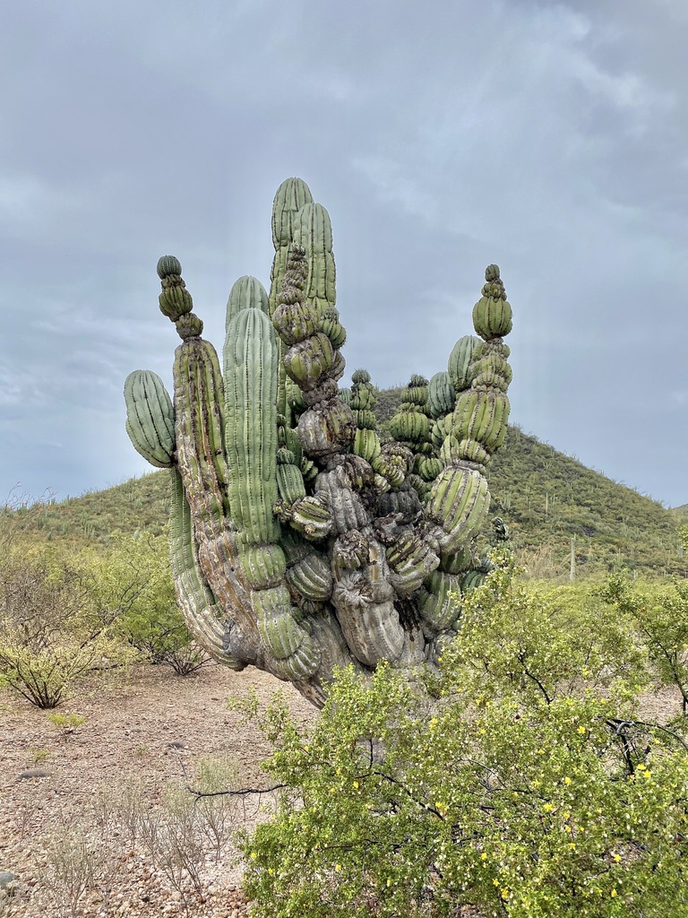 Mexican Giant Cactus from Hermosillo Municipality, Sonora, Mexico on ...