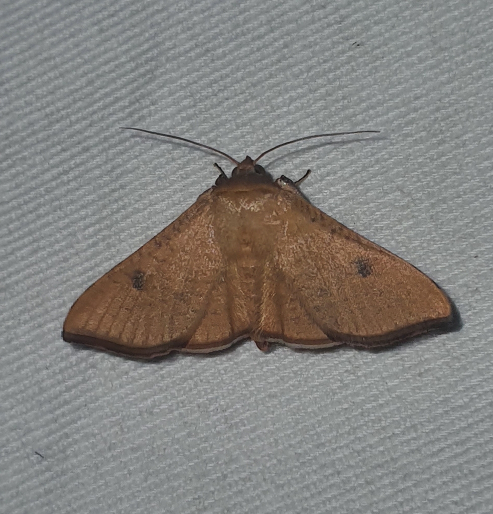 Window-winged Moths from 171/2, Village: Tilari, Kanha National Park ...
