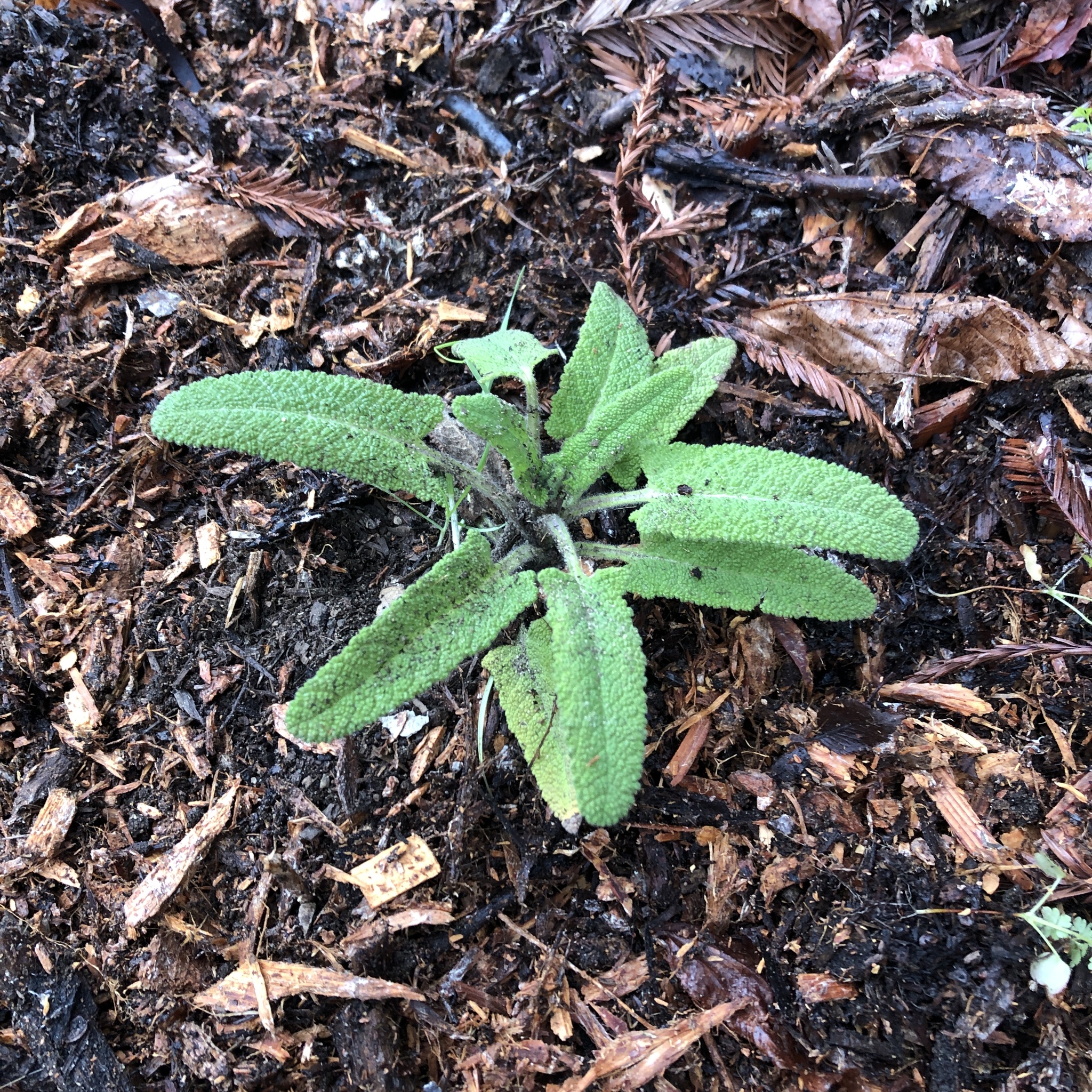 Humming Bird Sage · iNaturalist