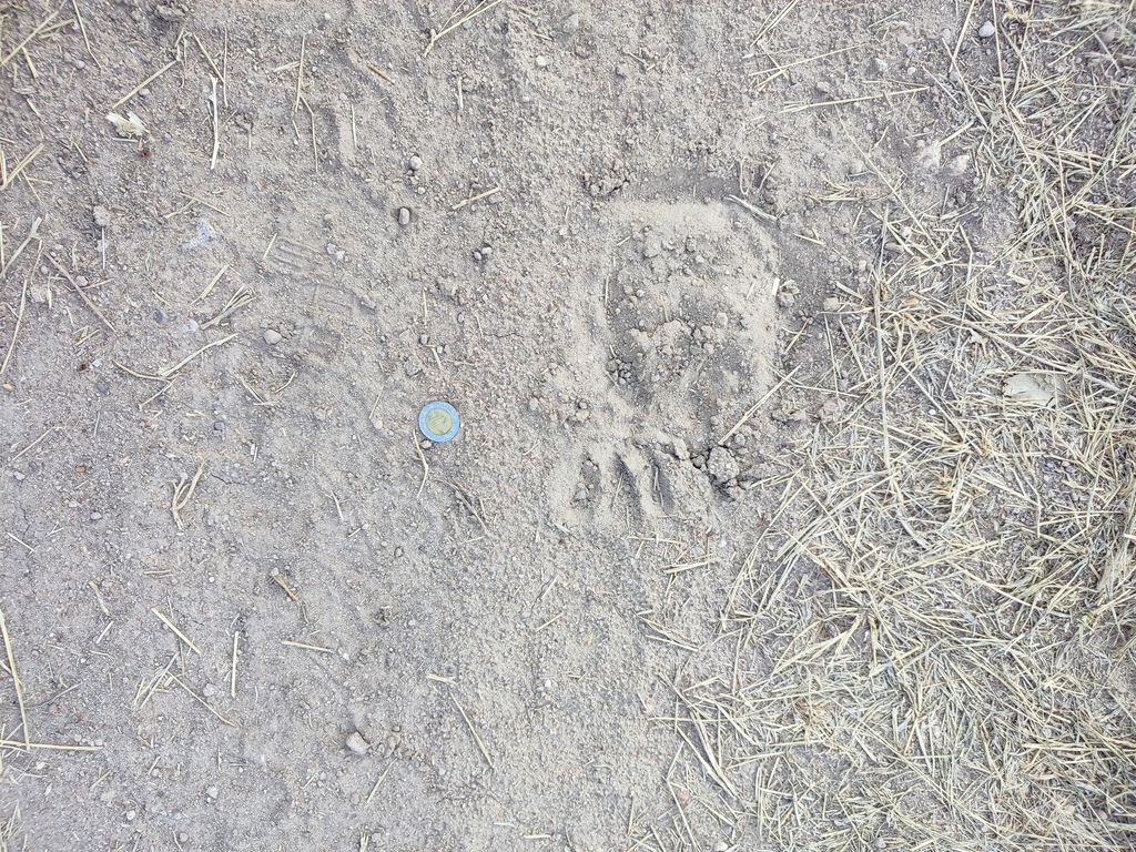 Common Raccoon from Durango, Dgo., México on December 19, 2024 at 04:47 ...