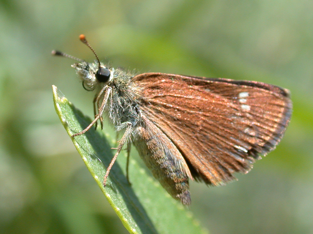 Russet Skipperling (Denver-Boulder Metro Area: Butterflies and Moths ...