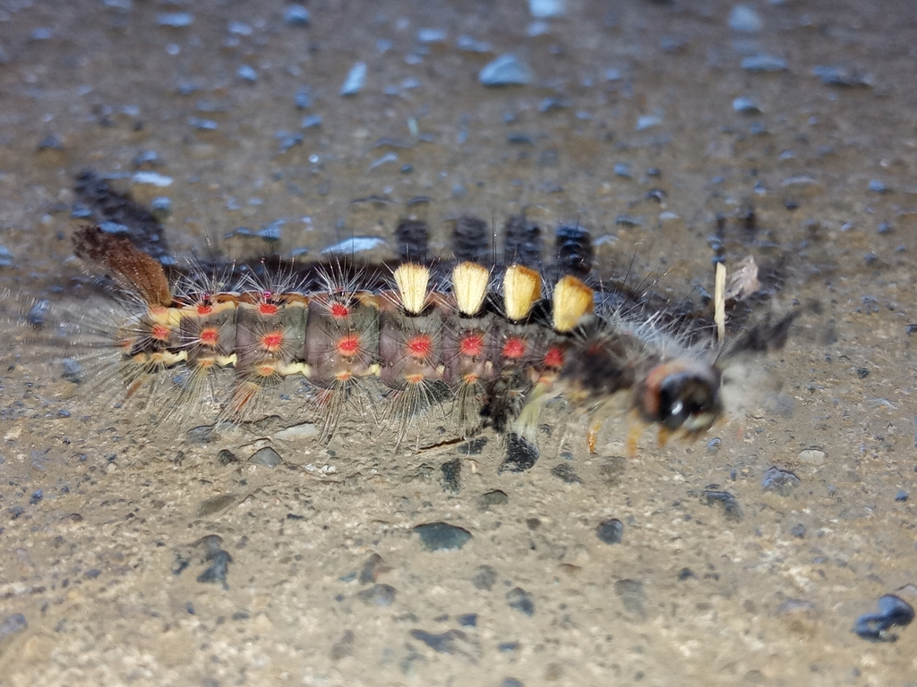 Rusty Tussock Moth from Valdivia, Los Ríos, Chile on January 31, 2025 ...