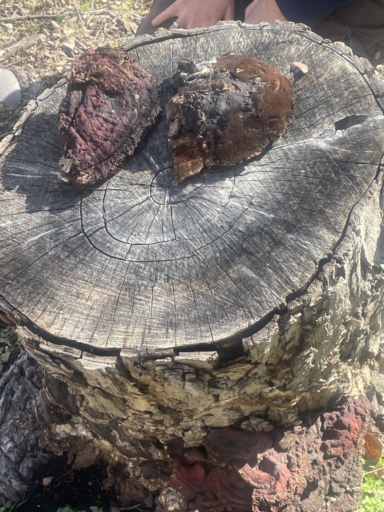 Artist's Brackets, Reishi, and Allies from University of North Texas ...