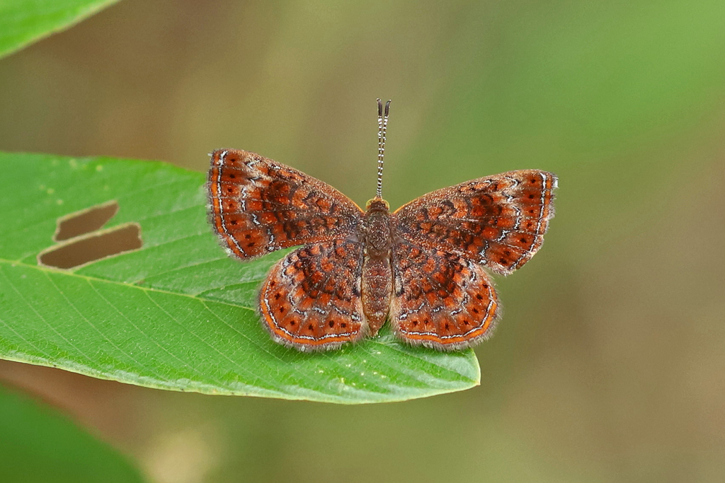 Rounded Metalmark from Brownsville, TX, USA on November 2, 2023 at 10: ...