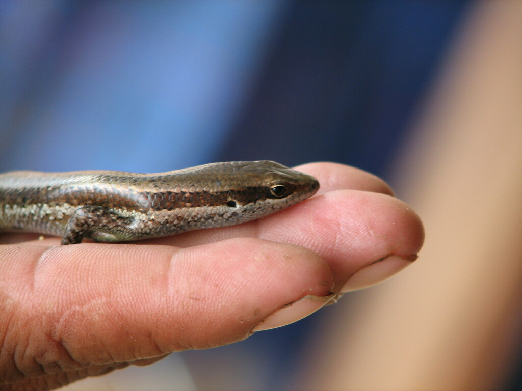 South American Spotted Skink from Karanambu on July 25, 2006 at 10:27 ...