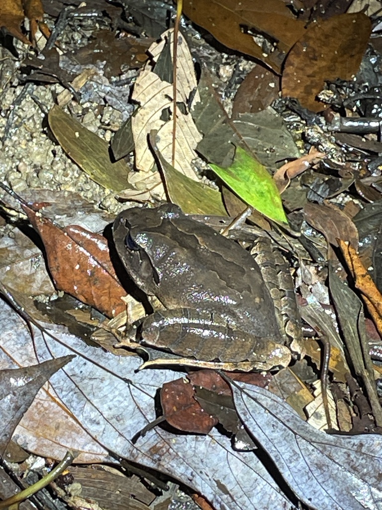 Northern Barred Frog from Atherton, AU-QL, AU on January 31, 2025 at 07 ...