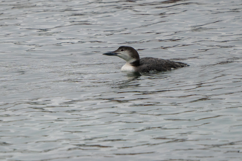 Common Loon from Port Hardy, BC, Canada on January 28, 2025 at 09:59 AM ...