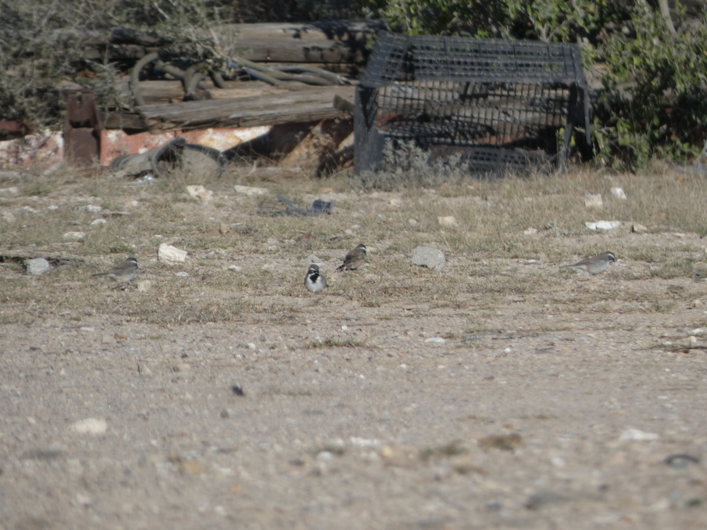 Black-throated Sparrow from Starr County, TX, USA on January 11, 2025 ...