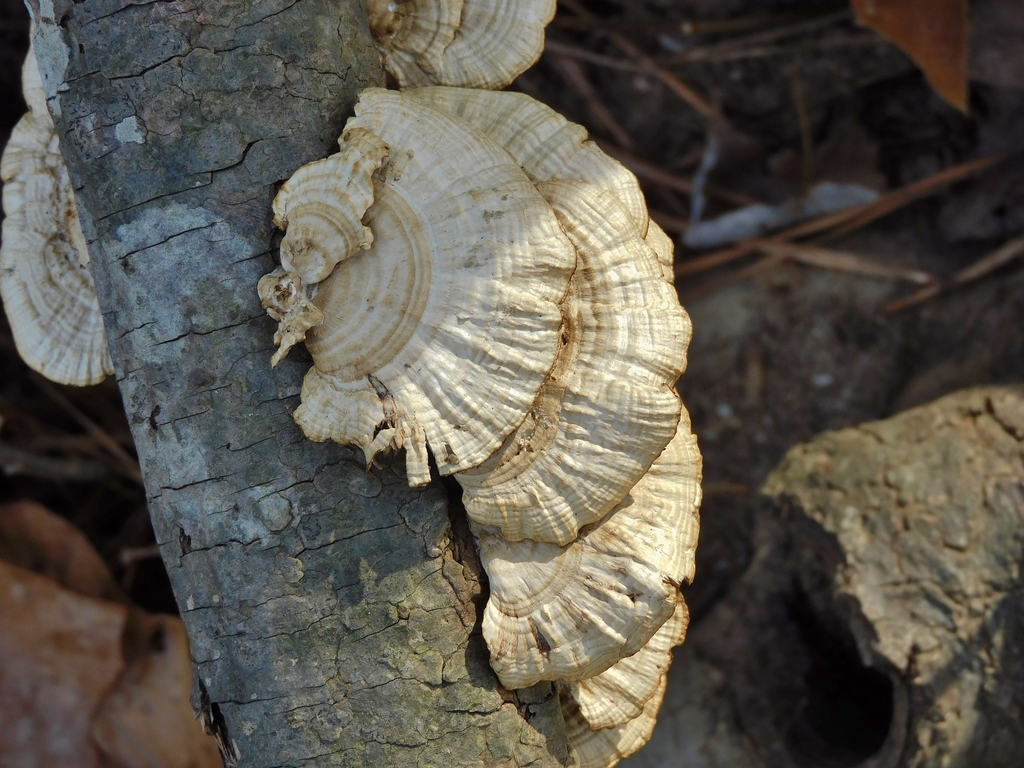 Thin-walled Maze Polypore from Franklin County, NC, USA on January 31 ...