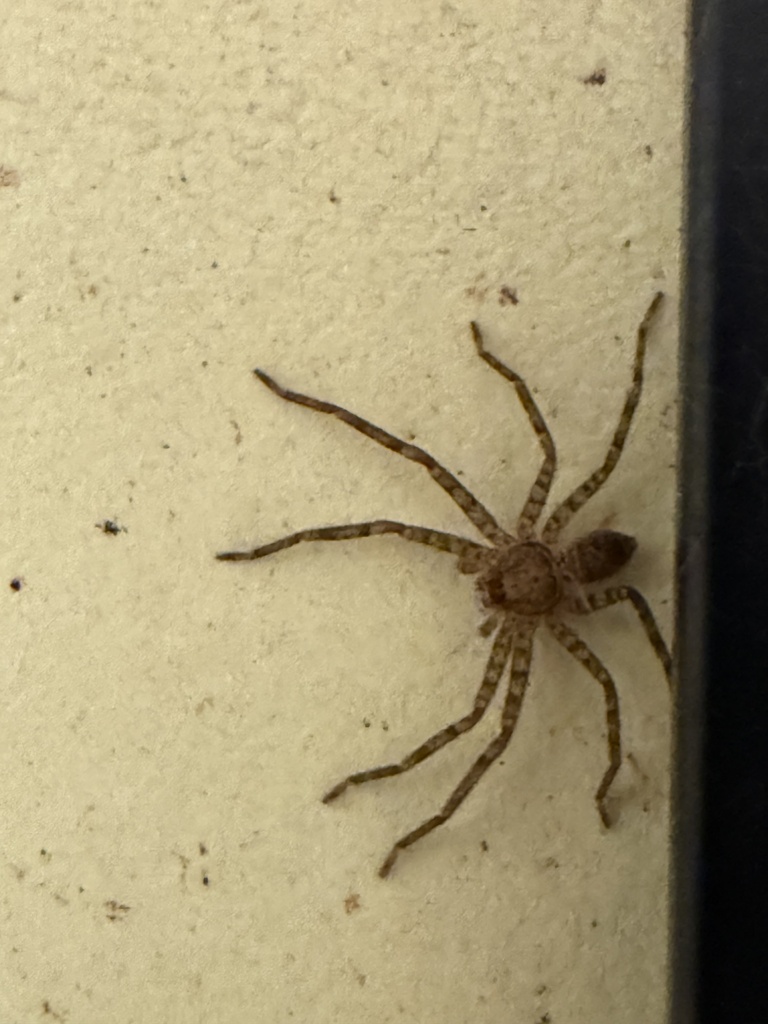 Giant Huntsman Spiders from Danbulla, QLD, AU on January 31, 2025 at 04 ...