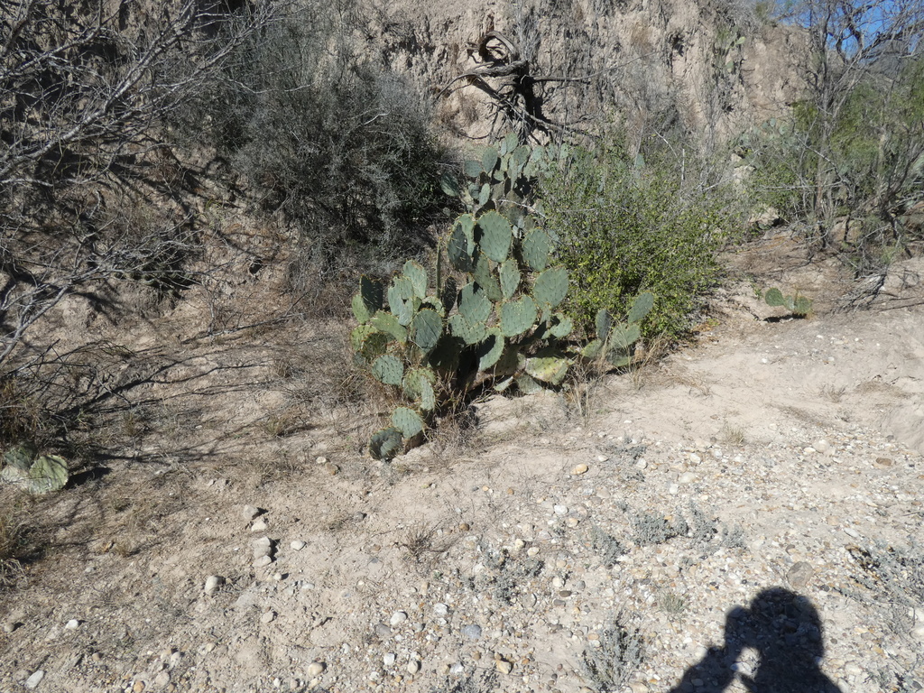 Prickly Pears from Starr County, TX, USA on January 11, 2025 at 02:44 ...