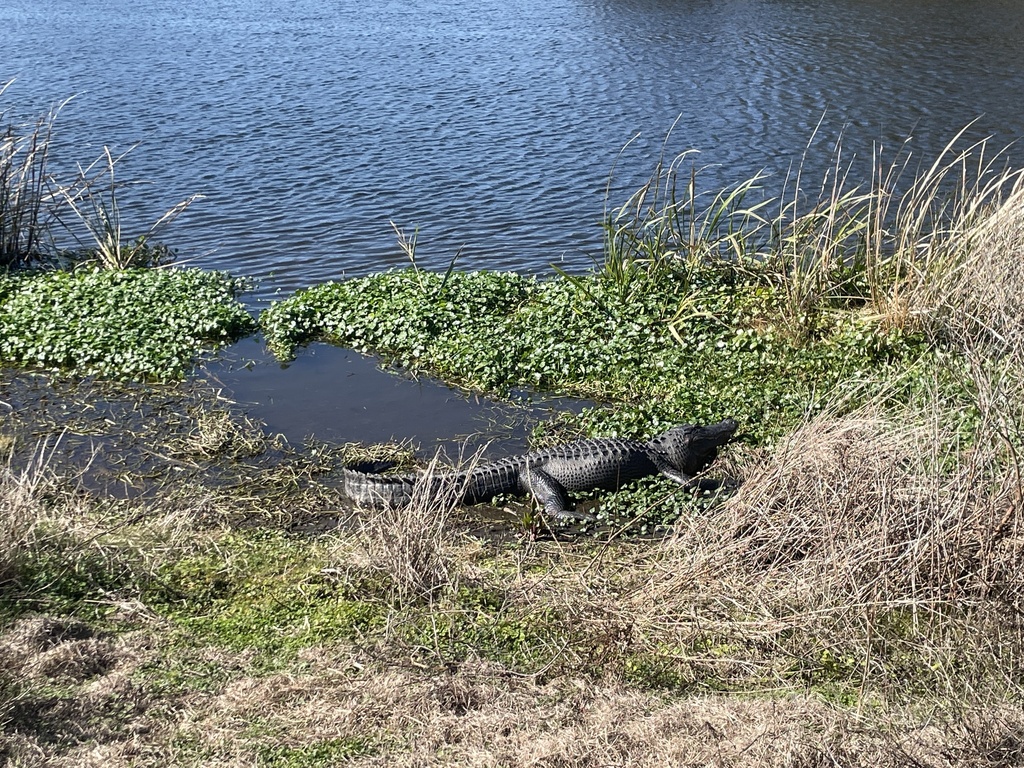 American Alligator from Paynes Prairie Preserve State Park, Gainesville ...