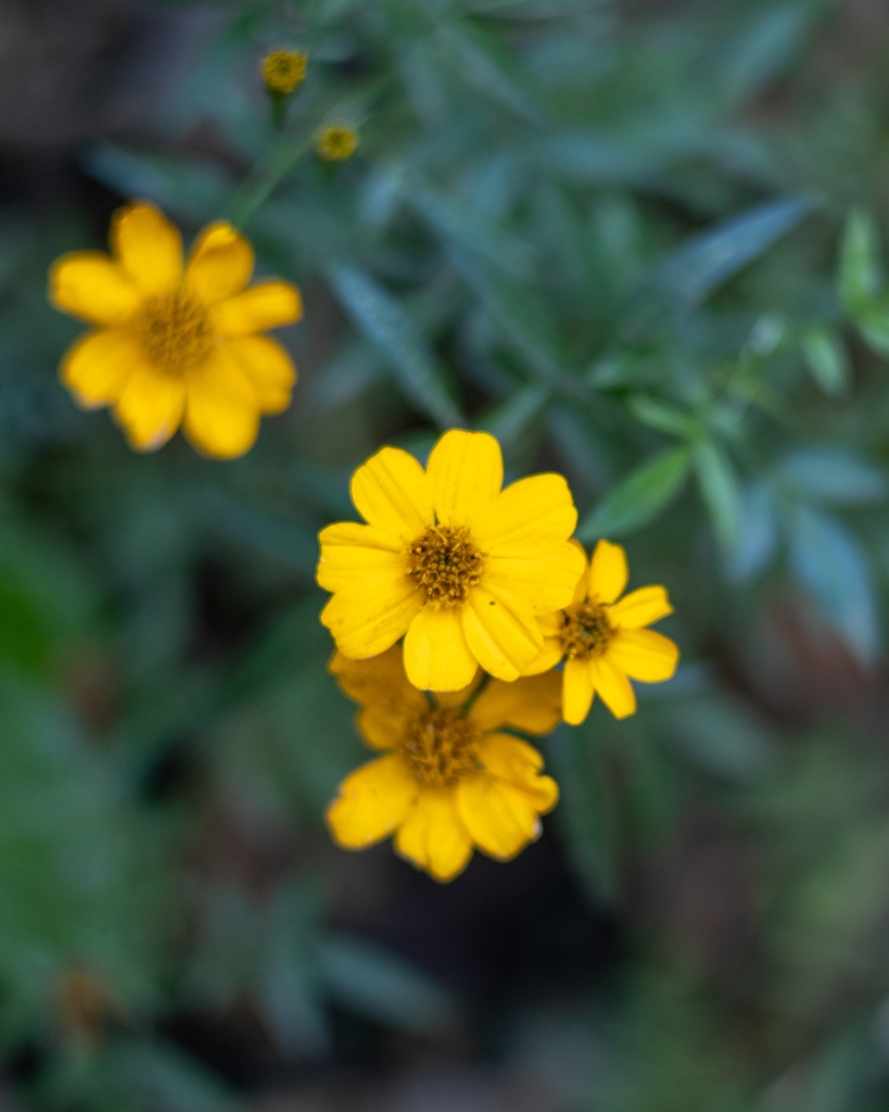 Petite Marigold from Los Angeles, CA 90095, USA on January 17, 2025 at ...