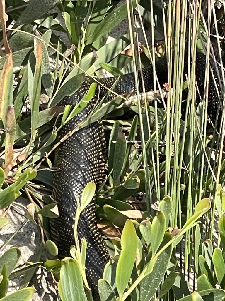 Diamond Python from Mimosa Rocks National Park, Nelson, NSW, AU on ...
