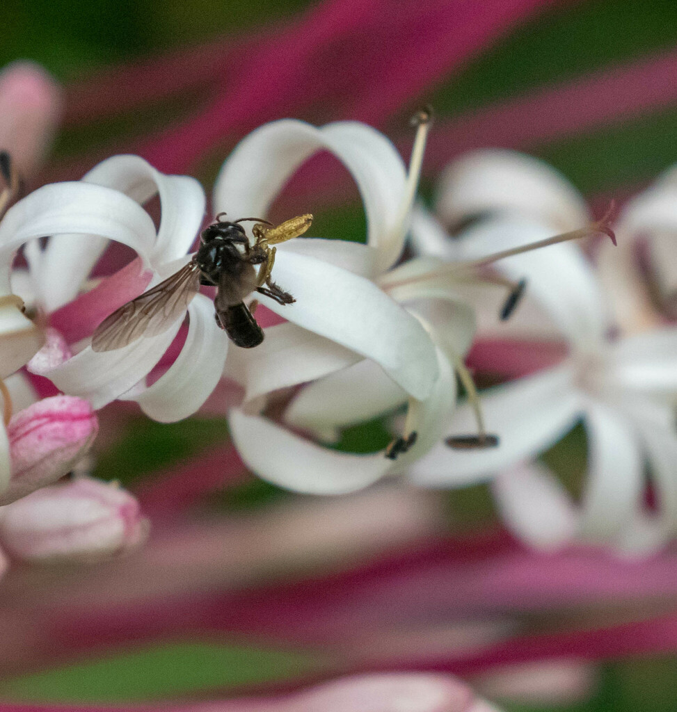 Stingless Bees from Orange Walk District, Belize on January 19, 2025 at ...