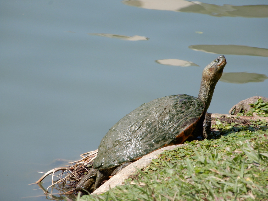 Common thread turtle from 台灣台中市北區臺中 on January 30, 2025 at 11:58 AM by ...