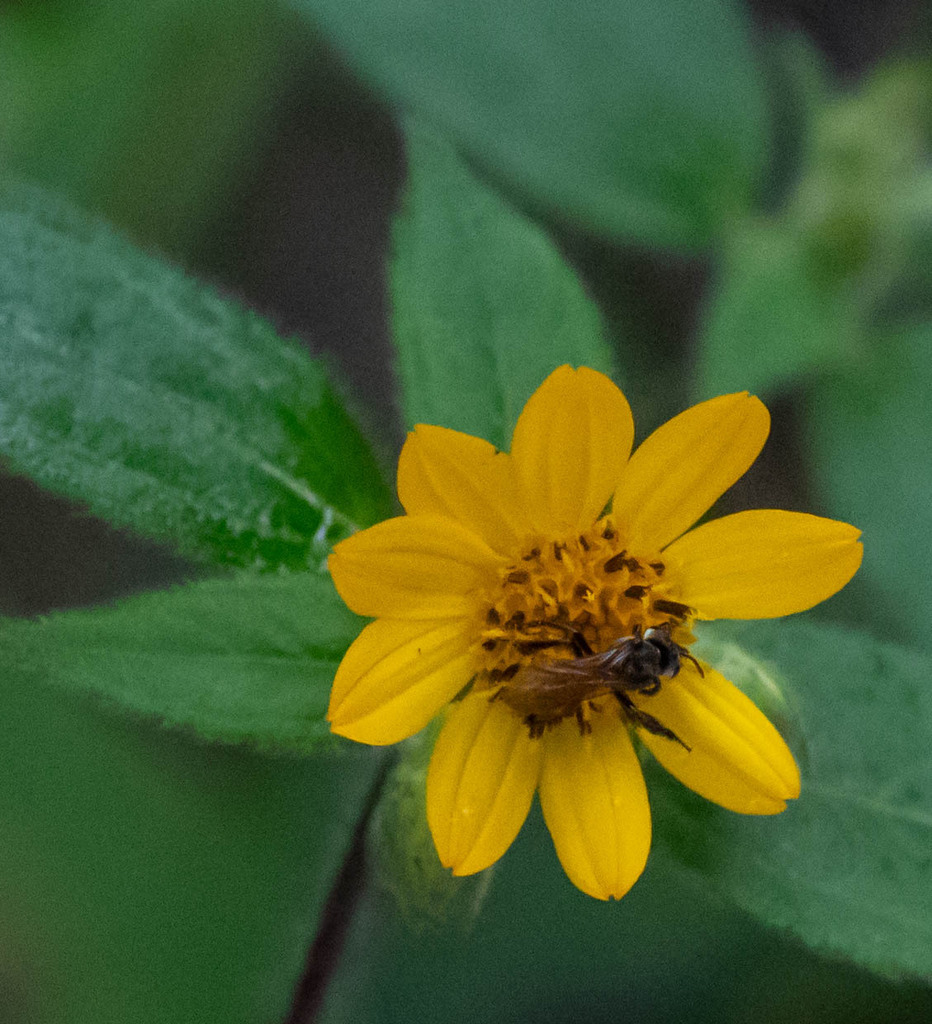 Stingless Bees from Orange Walk District, Belize on January 20, 2025 at ...