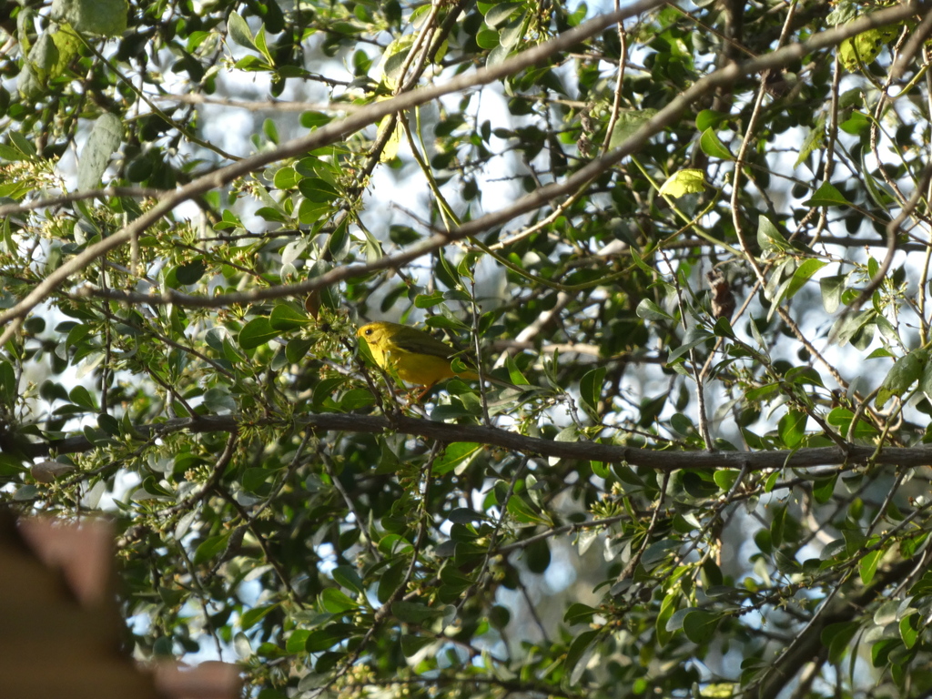 Wilson's Warbler from Edinburg, TX, USA on January 12, 2025 at 05:52 PM ...