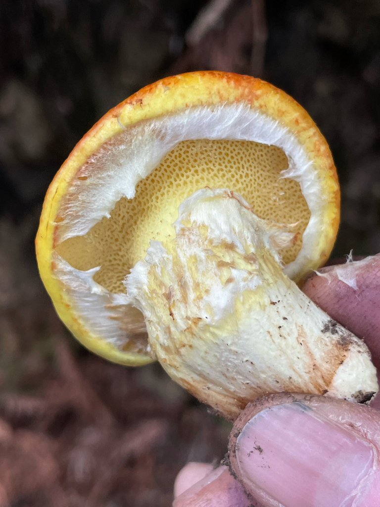 Fat Jack in January 2025 by ym_wang_pnw · iNaturalist