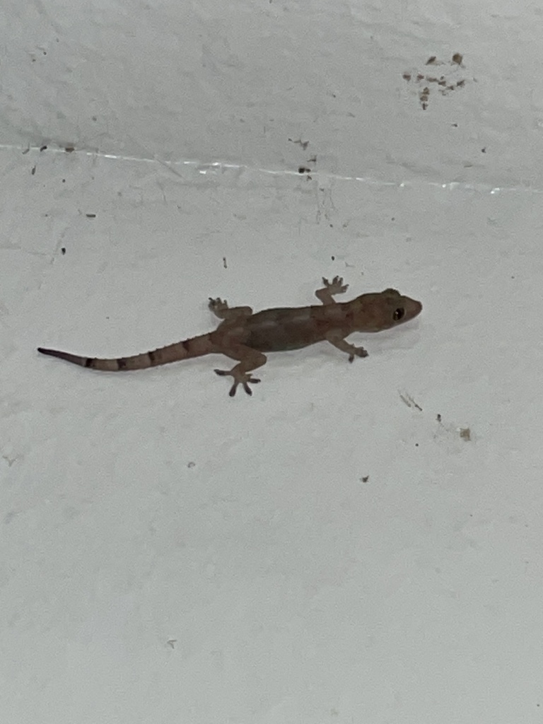 Tropical House Gecko from Puerto Rico, Río Grande, PR, US on January 29 ...