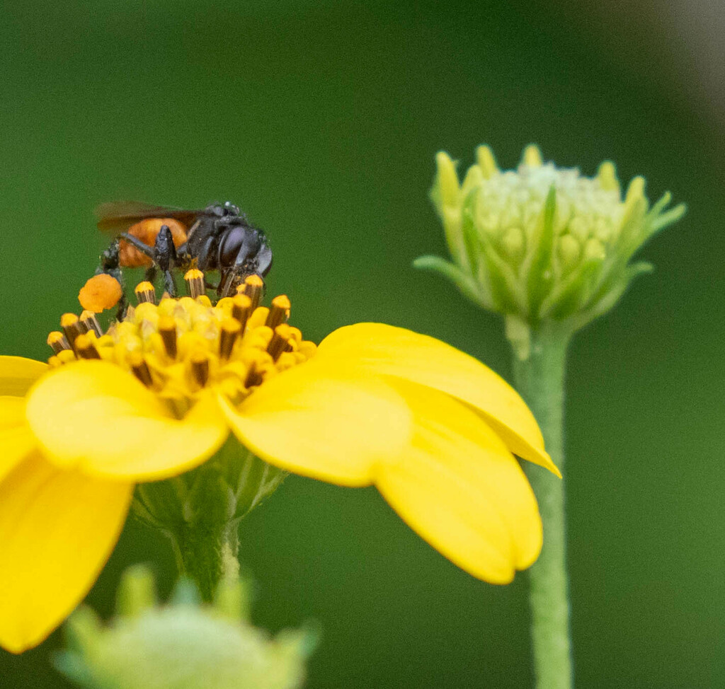 Red-tailed Stingless Bee from Corozal District, Belize on January 22 ...