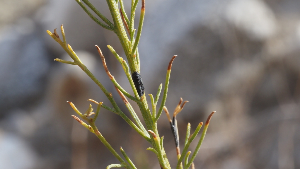 Black-banded Rabbitbrush from San Diego County, CA, USA on January 31 ...