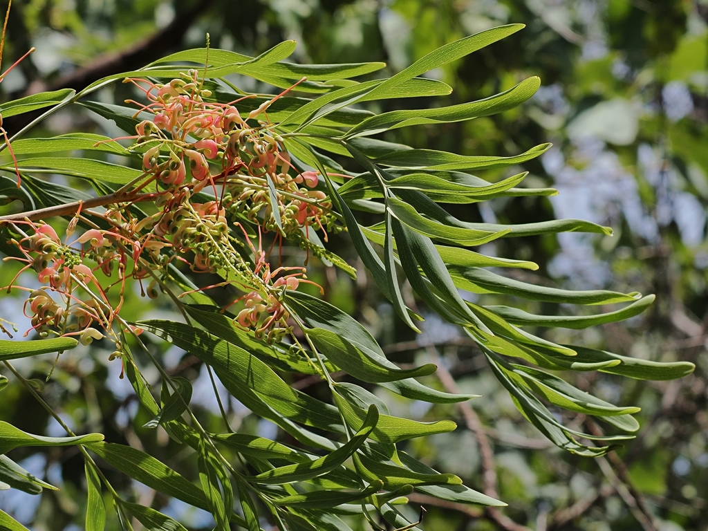 clothes peg tree from Darwin NT, Australia on January 31, 2025 at 09:08 ...