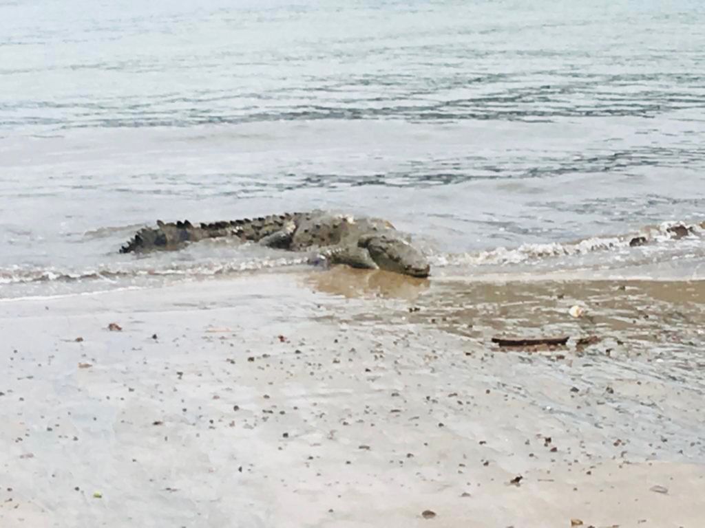 American Crocodile in July 2019 by loesholthinrichs · iNaturalist