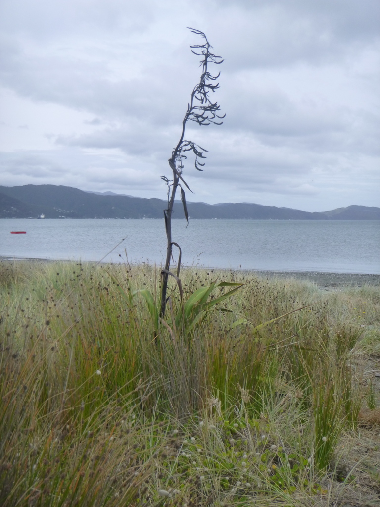 New Zealand flax from Petone Beach, Te Whanga-nui-a-Tara 5012, New ...