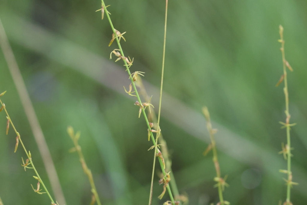 Stackhousia intermedia from South Ward, Weddell, NT, AU on February 1 ...