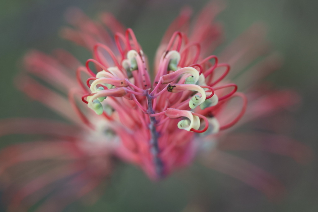 dryander's grevillea from South Ward, Weddell, NT, AU on February 1 ...