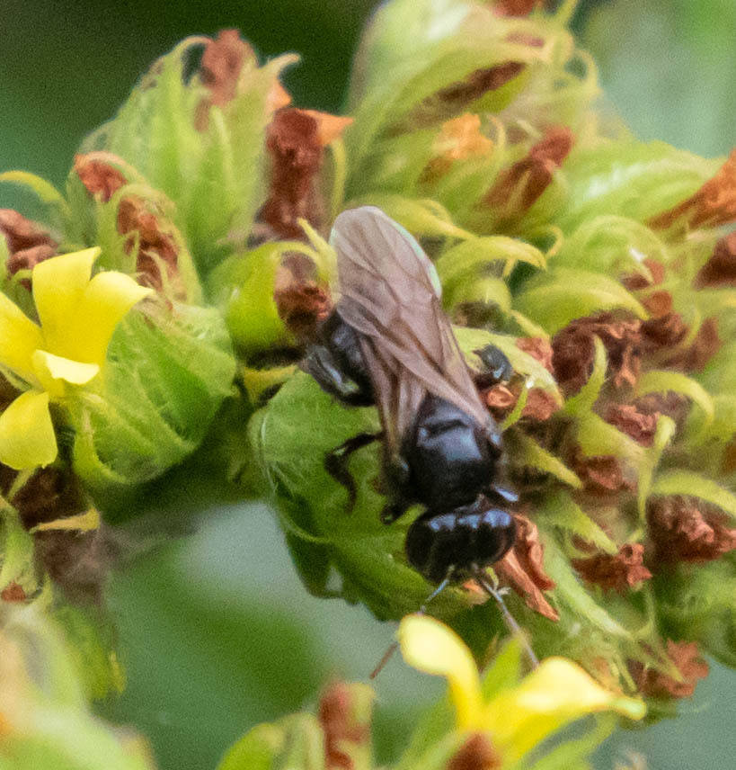 Stingless Bees from Crooked Tree, Belize on January 25, 2025 at 12:09 ...