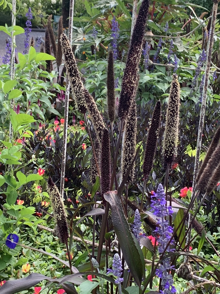 Fountain Grass from Missouri Botanical Garden, St. Louis, MO, US on ...