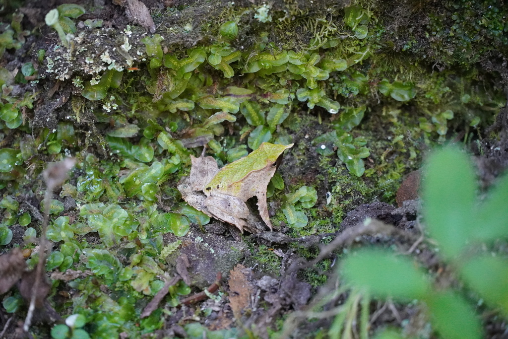 Darwin's Frog in January 2025 by simon8a. Primera vez que me encuentro ...