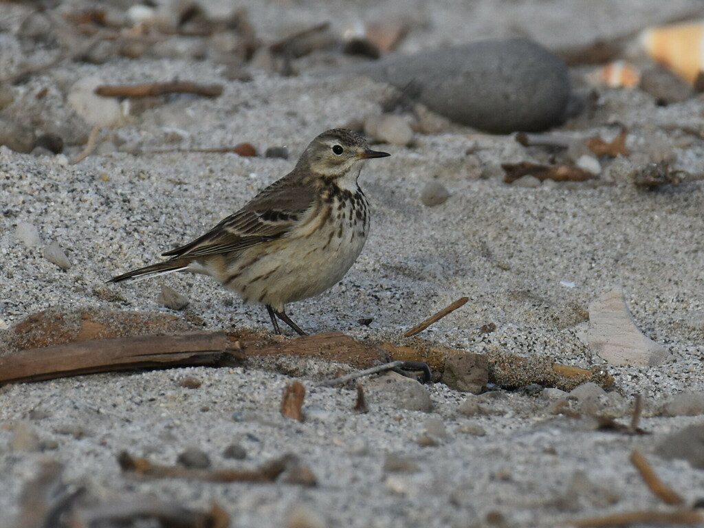 American Pipit from San Felipe, B.C., Mexico on January 22, 2025 at 08: ...