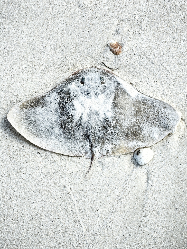 Lessa's Butterfly Ray from Tizimín, Yucatán, México on January 31, 2025 ...