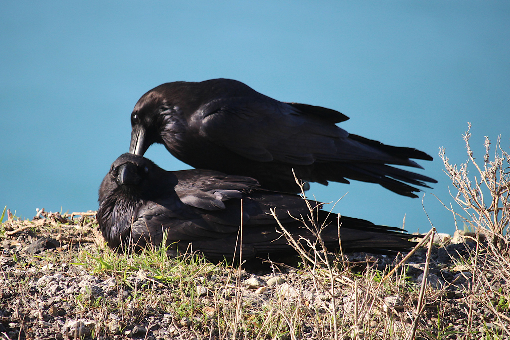 Common Raven from Devil's Slide + Egg Rock, CA, USA on January 18, 2025 ...