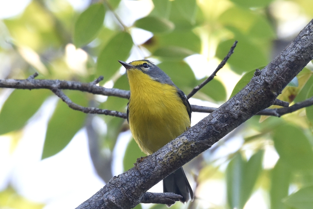 Adelaide's Warbler from Carenero, Guánica 00653, Puerto Rico on January ...