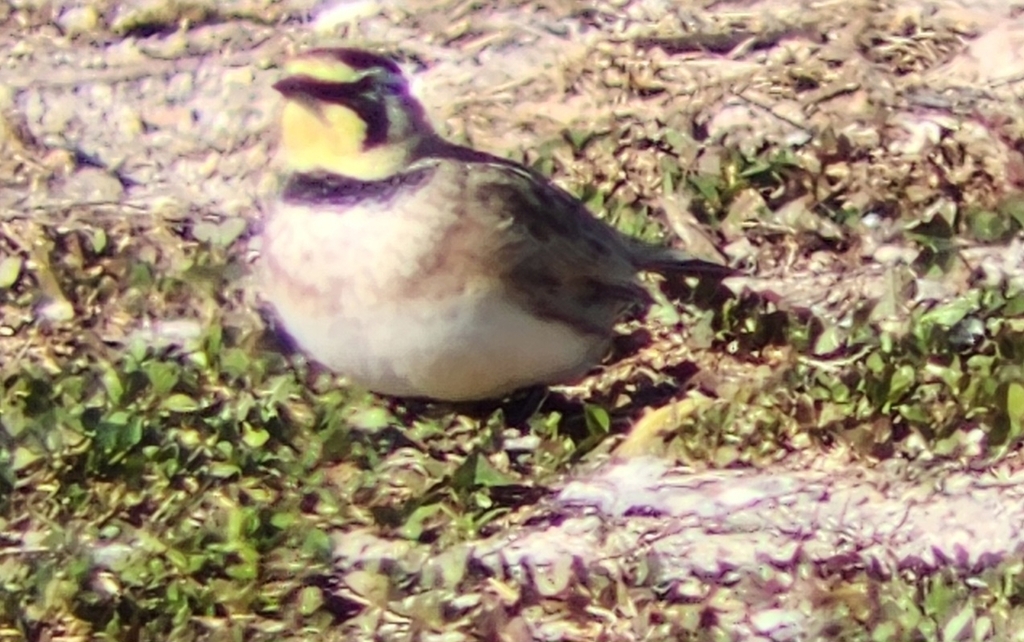 Horned Lark from Florence, AL 35633, USA on January 9, 2025 at 11:15 AM ...