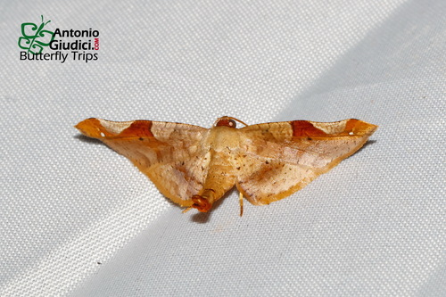 Calindoea corticina · iNaturalist