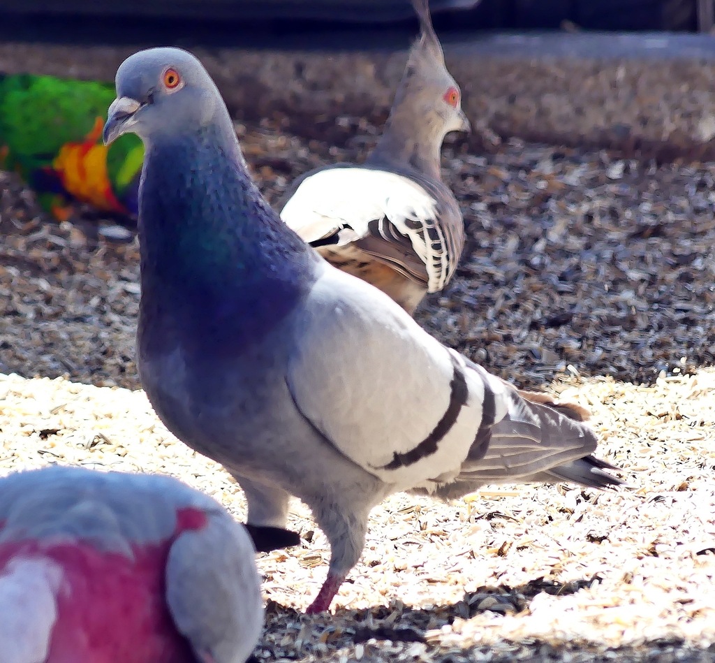 Rock Pigeon from Adelaide SA, Australia on February 1, 2025 at 11:35 AM ...