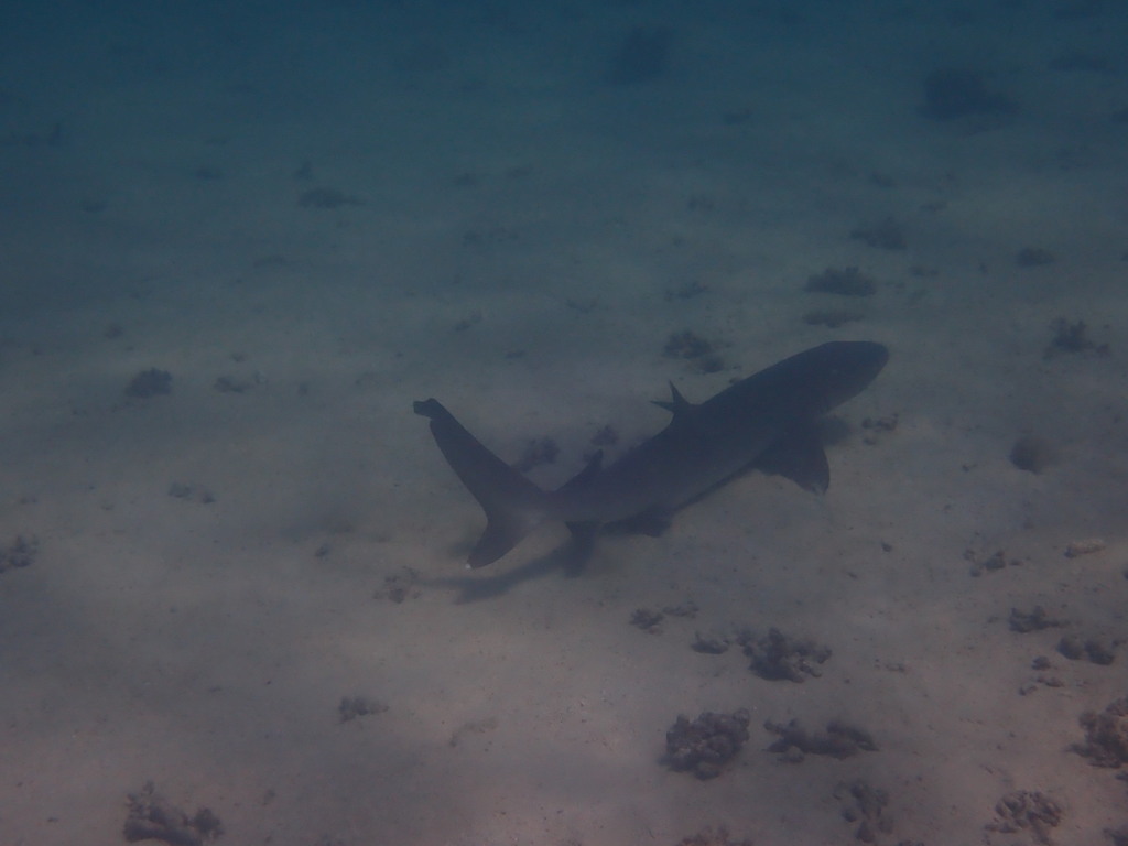 Whitetip Reef Shark from Coiba N.P., Isla machete on January 15, 2025 ...