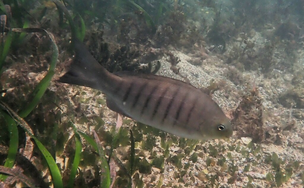 Luderick from North Narooma NSW 2546, Australia on November 20, 2024 at ...